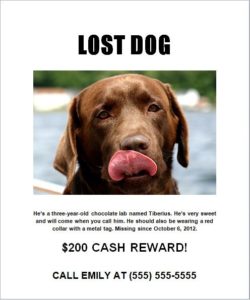 15 Free Missing Pet Poster Templates - Free Word Templates