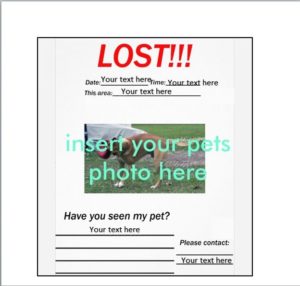 15 Free Missing Pet Poster Templates - Free Word Templates
